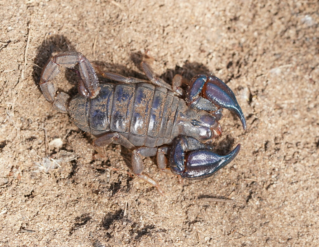black rock scorpion from Zumsteins VIC 3401, Australia on November 1 ...