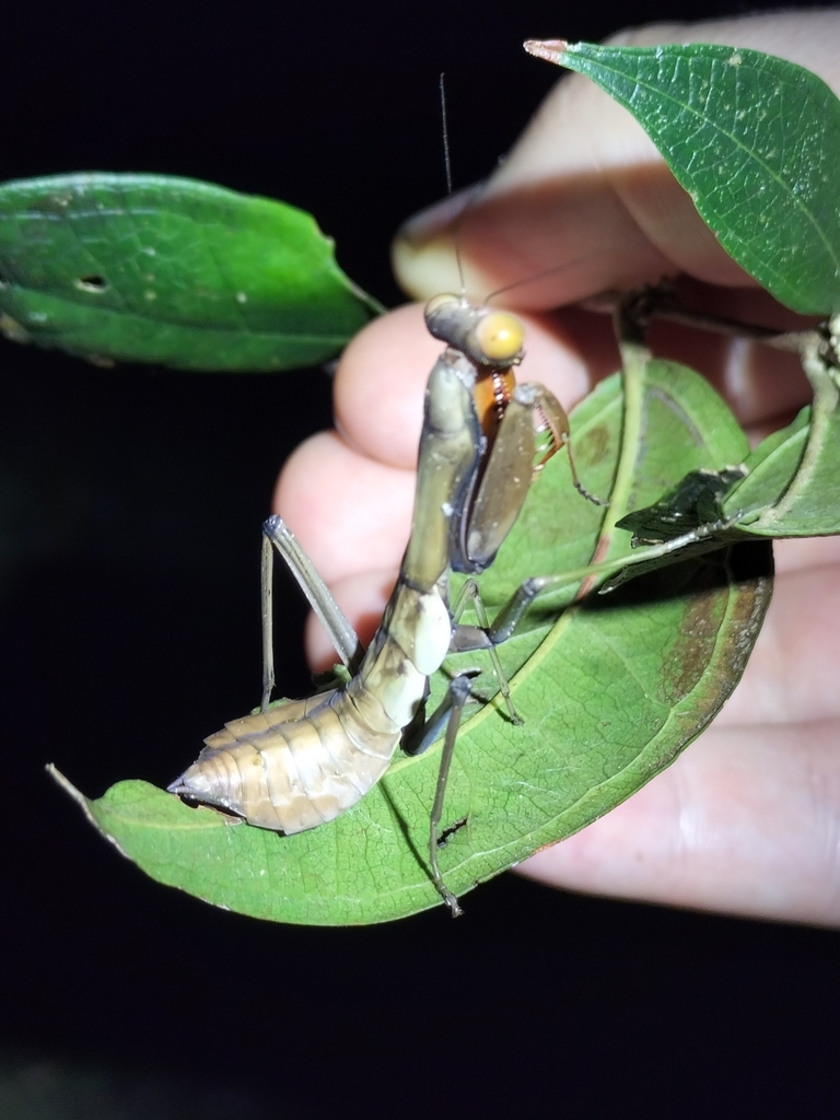 giant rainforest mantis from Kuranda Queensland 4881, Australien on ...