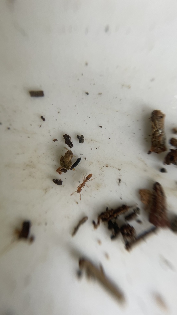 Crypt Ants in November 2024 by tofuinsect · iNaturalist