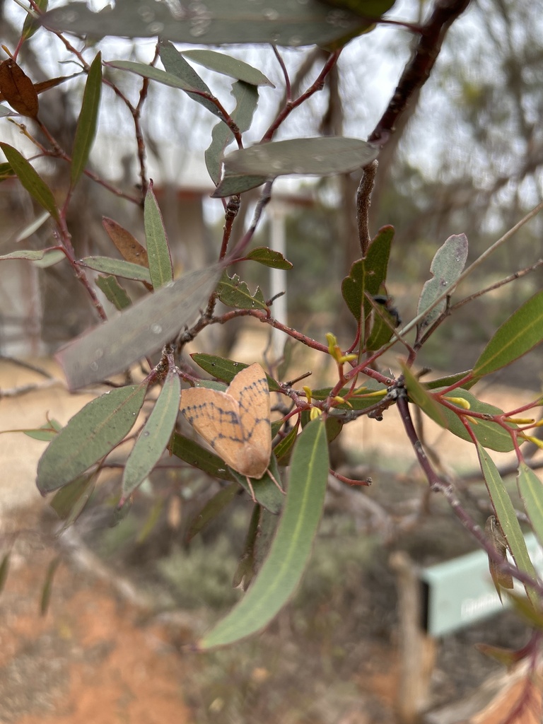 Arhodia from Unincorp. Riverland, AU-SA, AU on December 9, 2024 at 10: ...