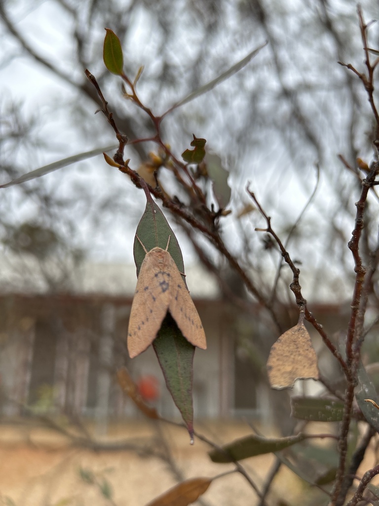 Arhodia from Unincorp. Riverland, AU-SA, AU on December 9, 2024 at 10: ...