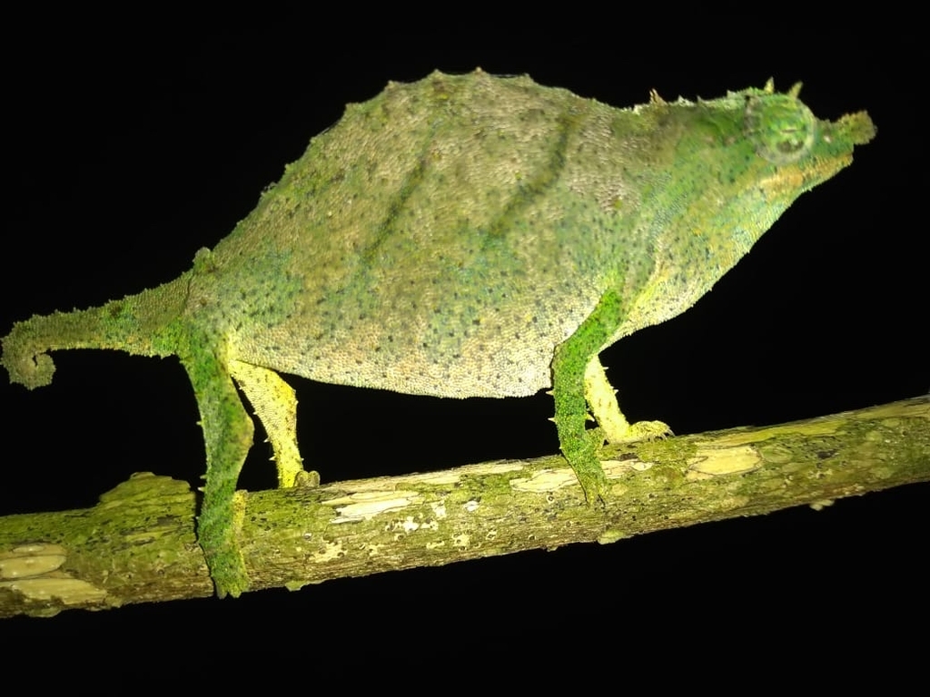 Nguru pygmy chameleon in August 2023 by eva-ayaro · iNaturalist