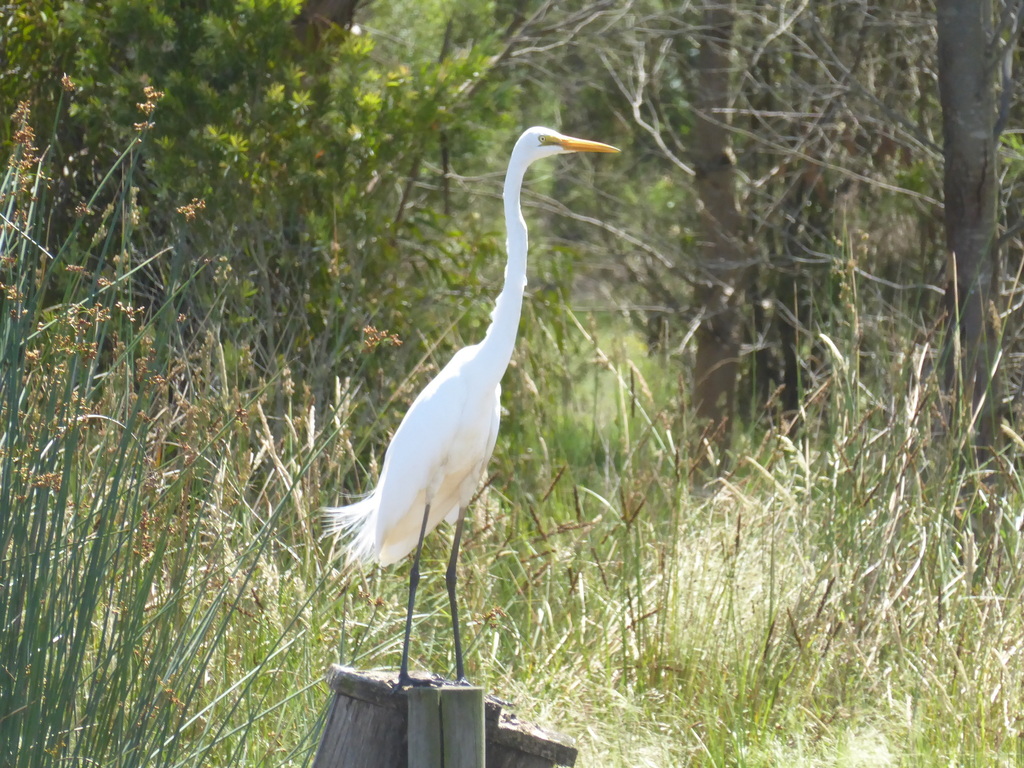 Great Egret from Heyfield VIC 3858, Australia on December 2, 2024 at 11 ...