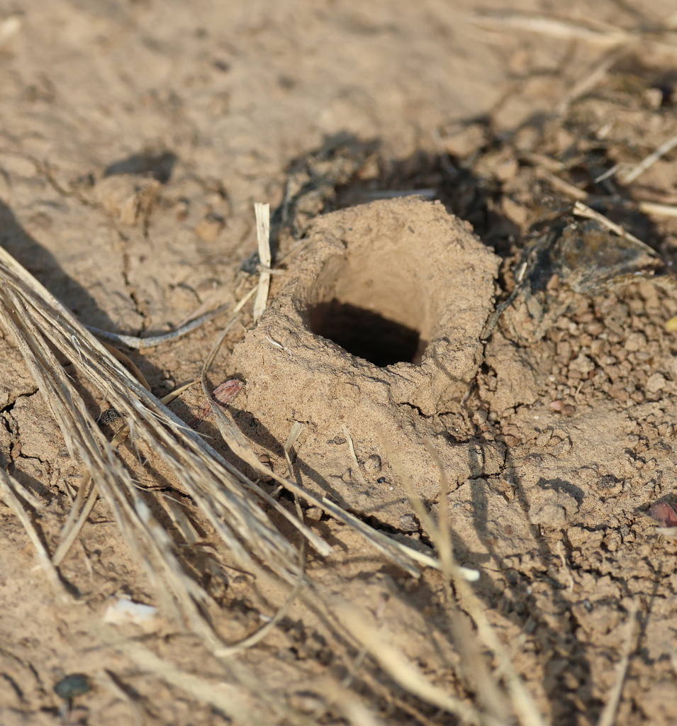 Hibiscus Turret Bee in September 2024 by Ron Goetz. This at least ...