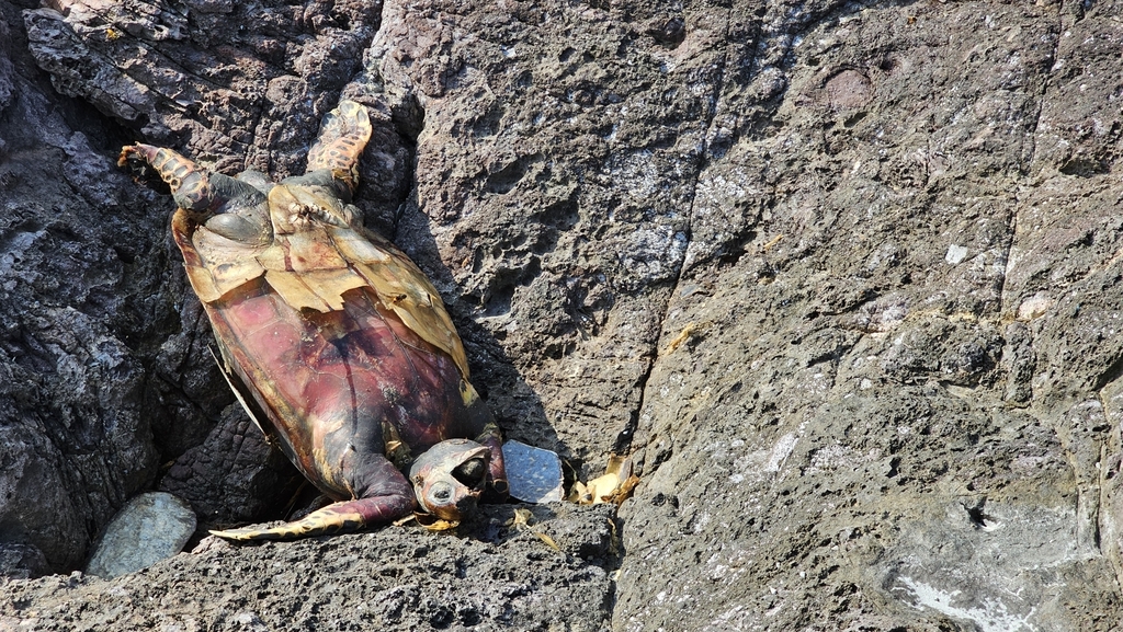 Green Sea Turtle in December 2024 by kcss. A fresh dead body found ...