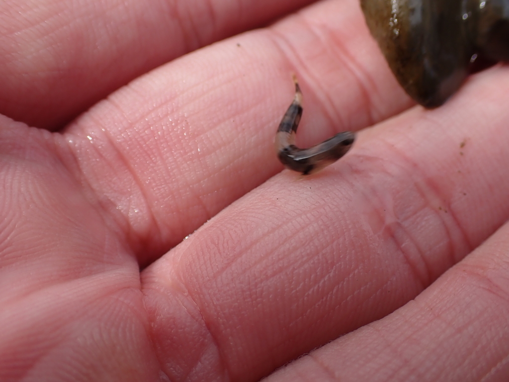 Taiwanese Dwarf Dragon Goby from 966台灣台東縣達仁鄉 on December 10, 2024 at 11 ...