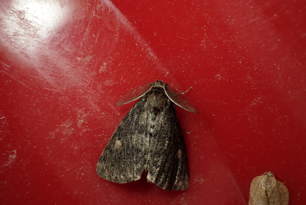 Ilema kosemponica in November 2024 by Licheng Shih · iNaturalist