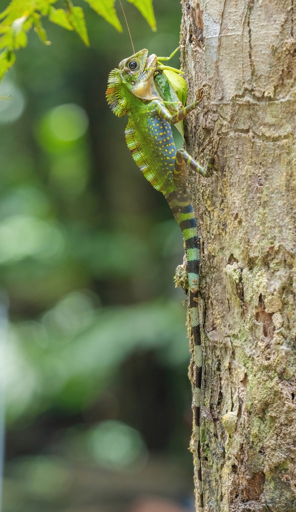 Malayan Crested Lizard from Sungai Congkak, Hulu Langat, Selangor ...