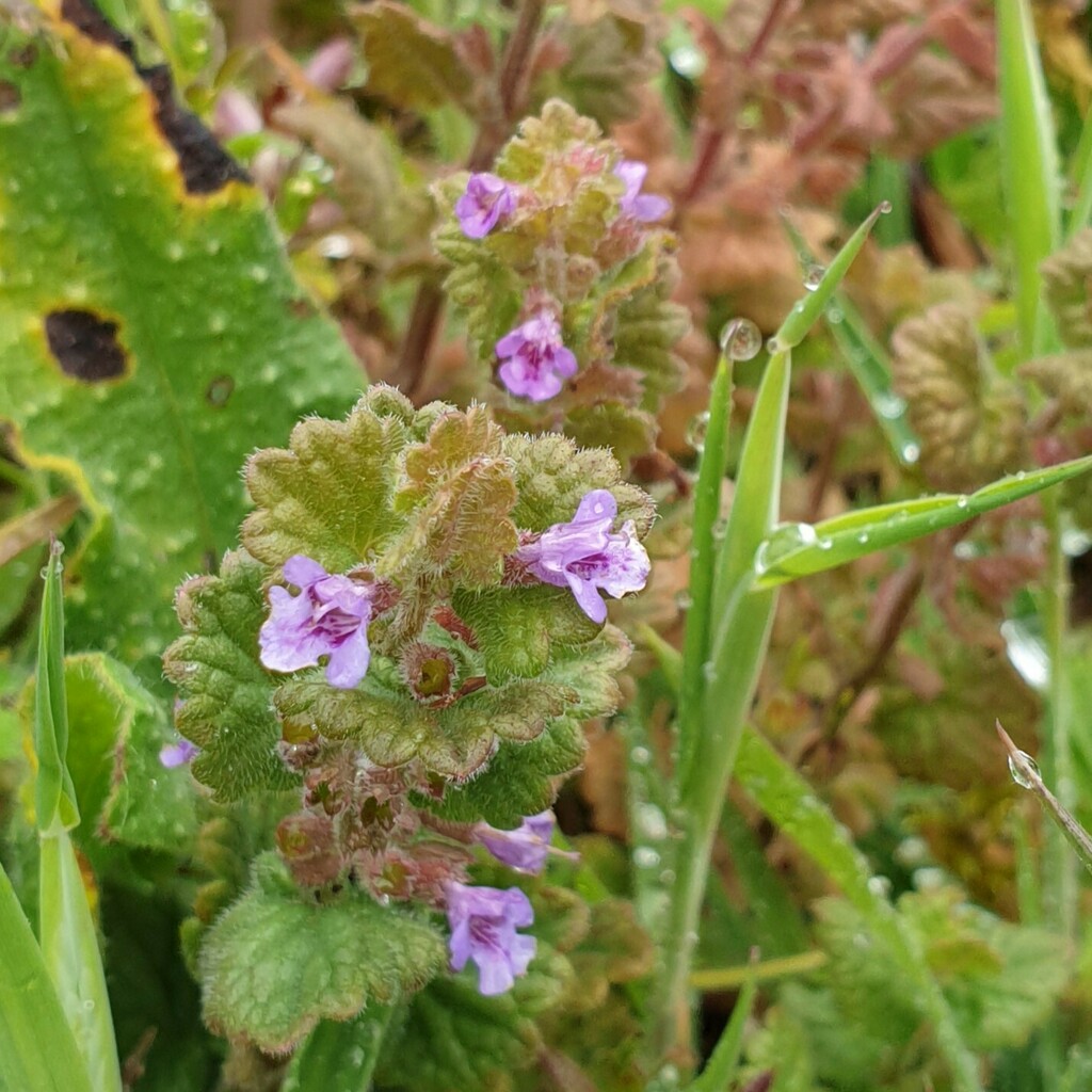 ground-ivy from Dorset, UK on 11 June, 2019 at 10:43 AM by Russ Hedley ...