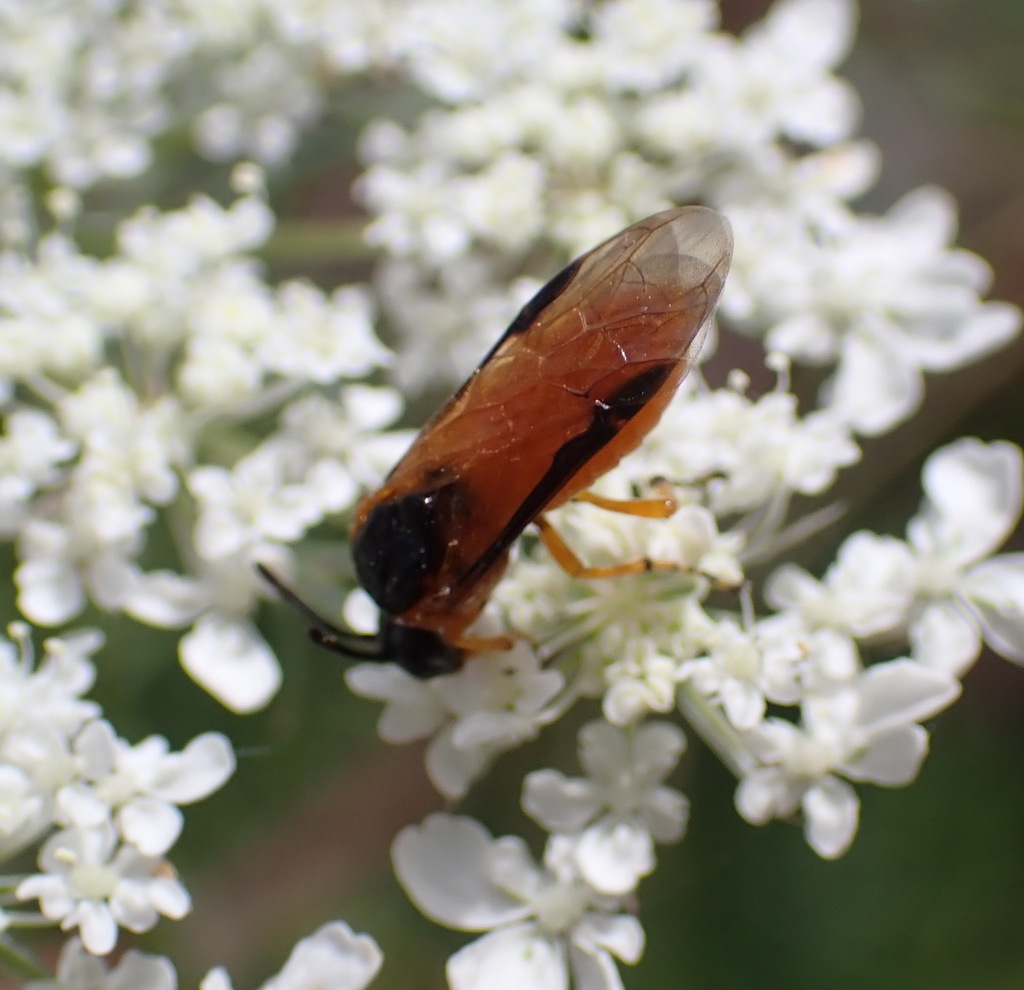 Rose Sawfly from Winklebury, Basingstoke, UK on August 13, 2023 at 11: ...