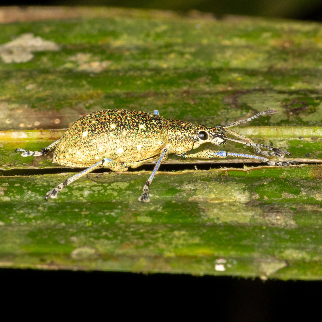 Exophthalmus jekelianus from Limón Province, Pococí, Costa Rica on ...