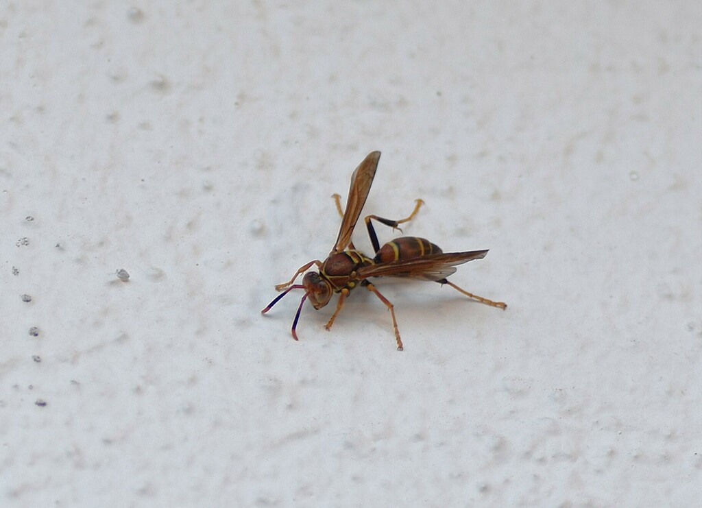 Unstable Paper Wasp from Vergeles de Oaxtepec y Alrededores, 62738 ...