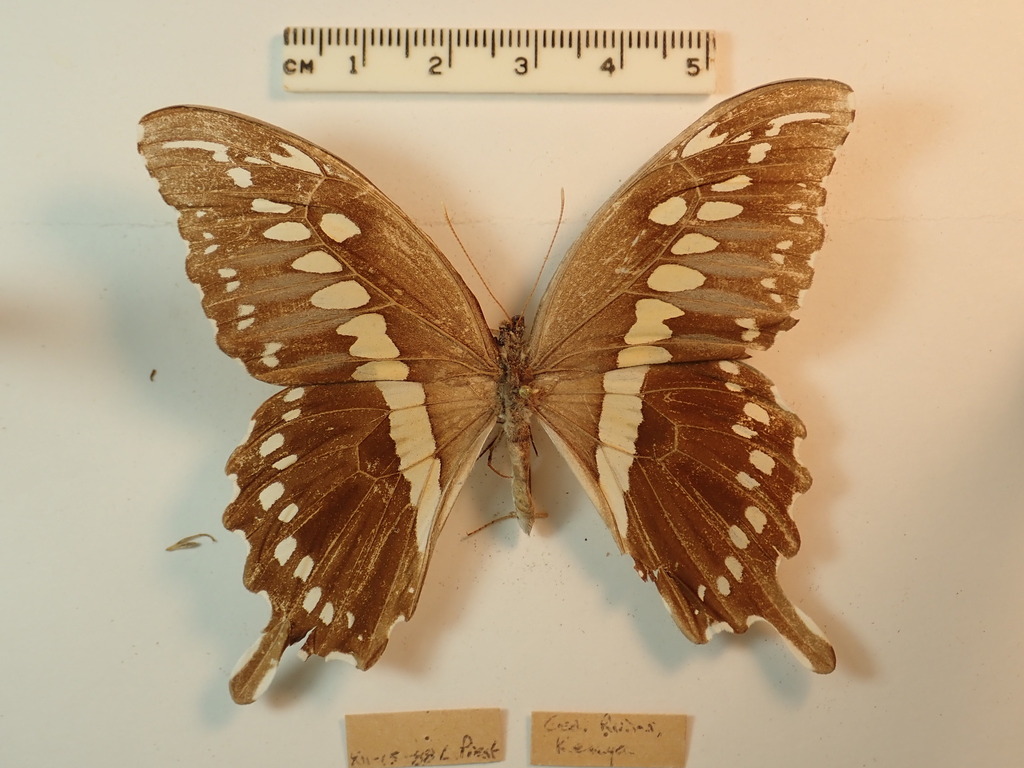 Constantine's Swallowtail from Malindi, Kenya on December 15, 1988 by ...