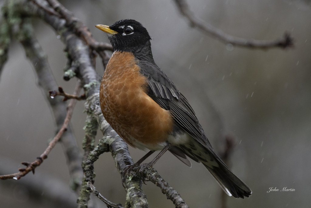 American Robin from Rutledge Acres, Gaffney, SC, USA on December 9 ...