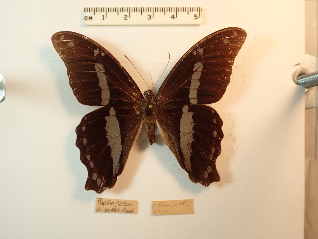 Narrow Green-banded Swallowtail from Baruti East, Nakuru, Kenya on ...