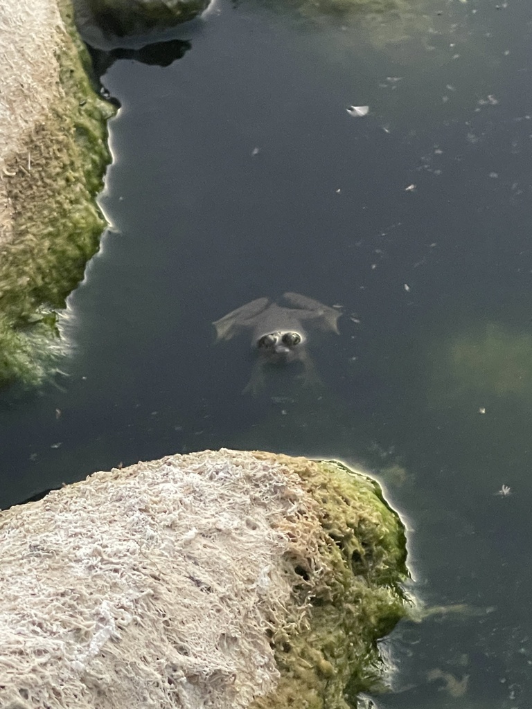 American Bullfrog from Cooper Canyon Rd, Ojai, CA, US on December 09 ...