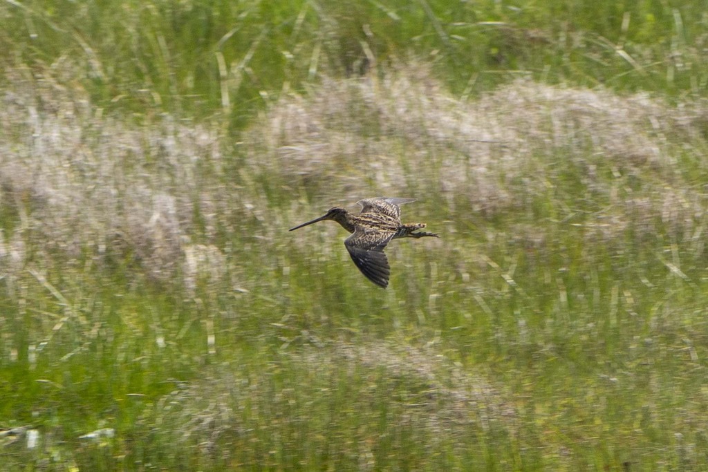 Madagascar Snipe in November 2024 by aie_ling · iNaturalist