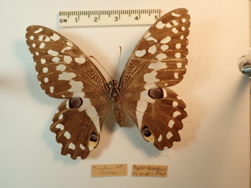 Citrus Swallowtail from Waso, Kenya on December 27, 1988 by Lin Piest ...