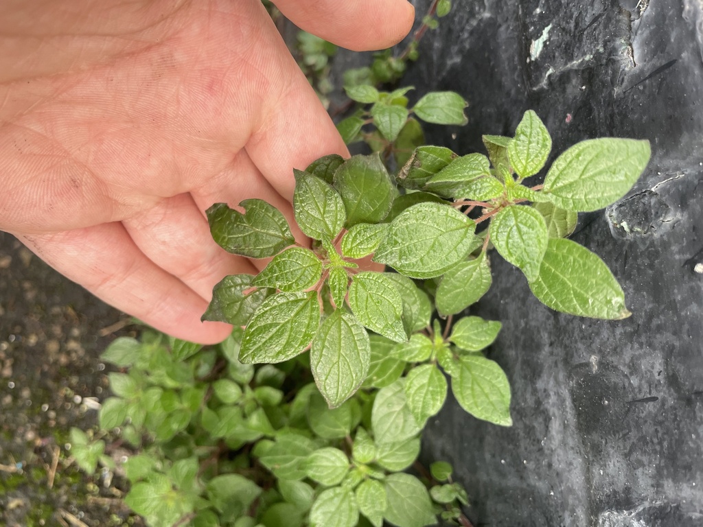 pellitory-of-the-wall from Victoria Street, Exeter, England, GB on ...