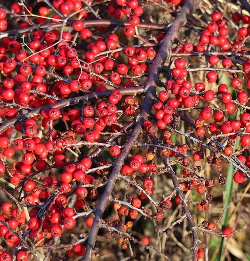 Wall cotoneaster from Aberdeen AB11 8QX, UK on December 10, 2024 at 01: ...