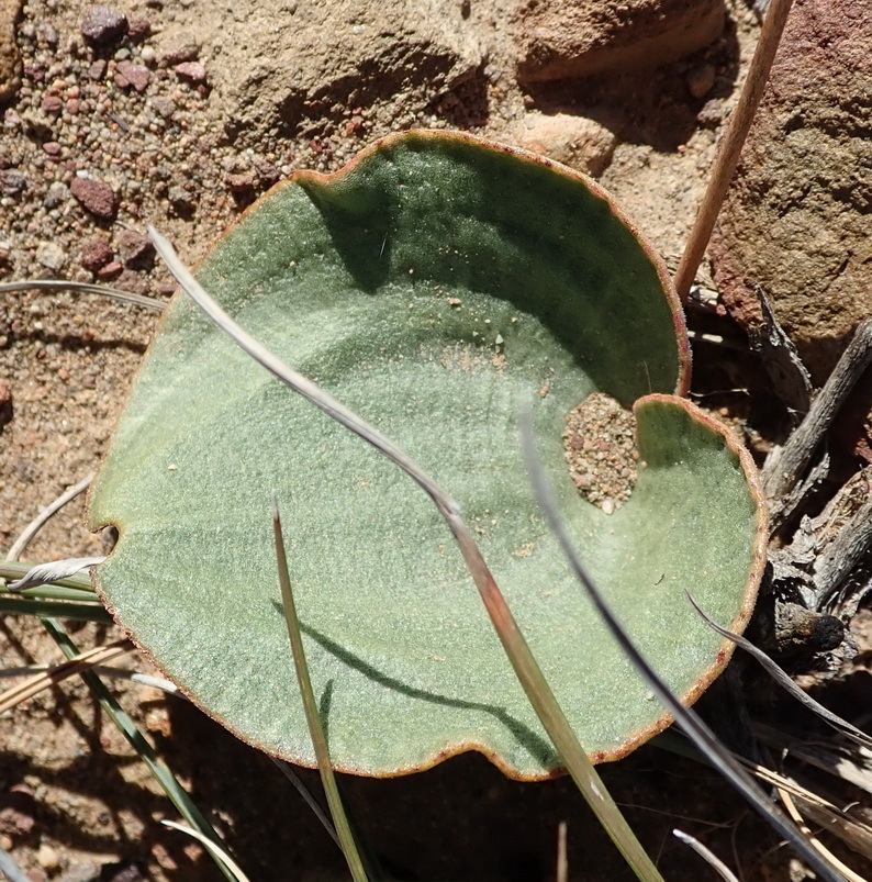 Eriospermum capense capense from Wilgemond Farm, Central Karoo DC ...