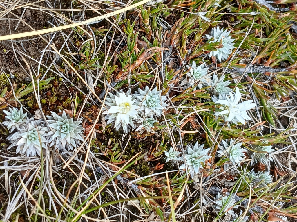 large-flowered mat daisy from Arthurs Pass, Arthur's Pass National Park ...