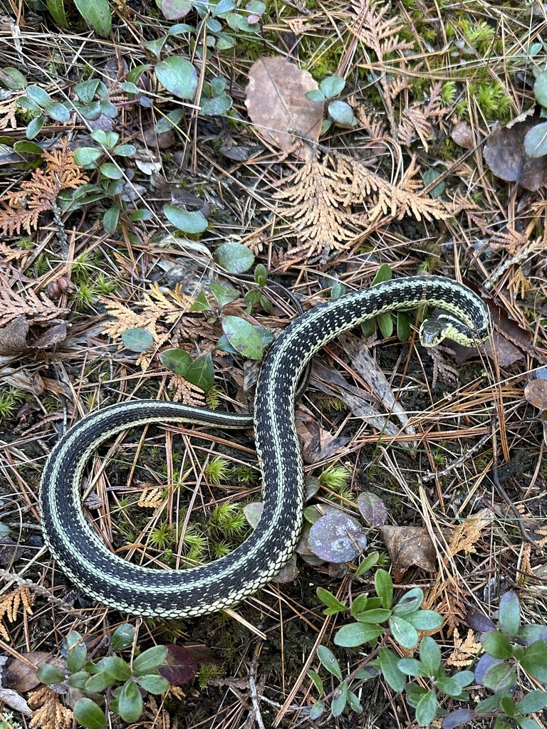 Common Garter Snake from Baileys Harbor Ridges County Park, Baileys ...
