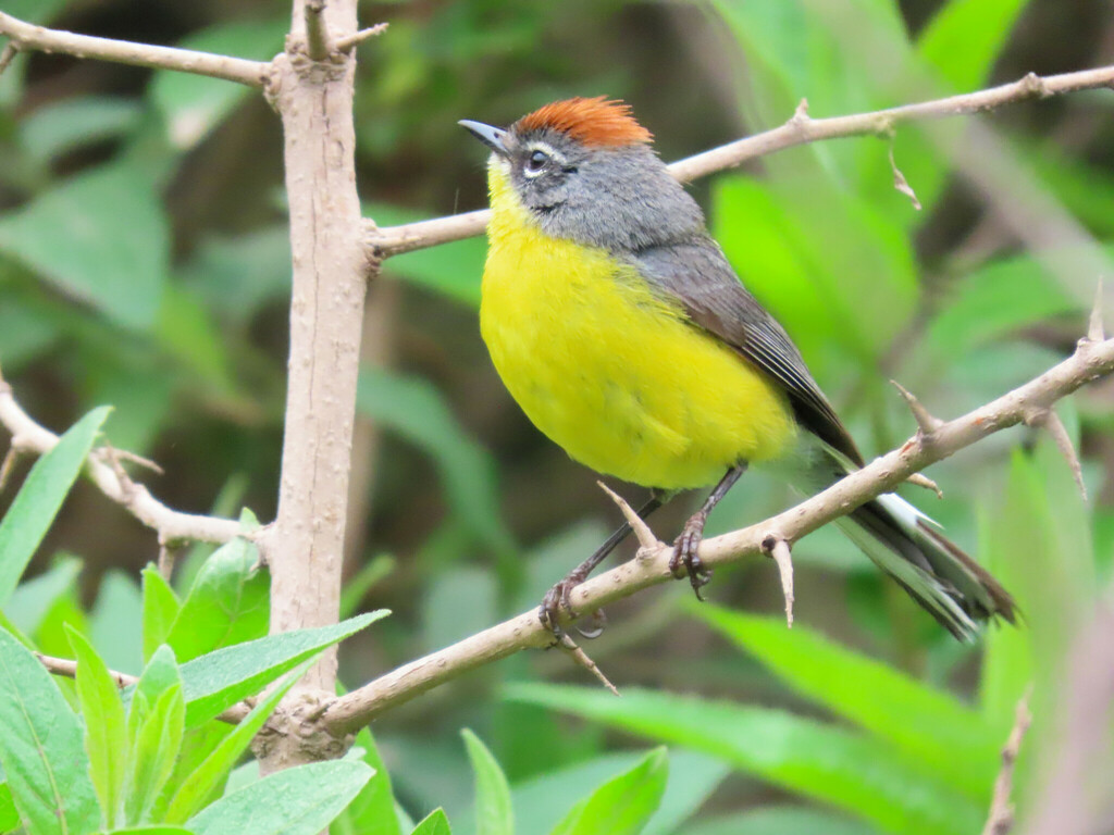 Brown-capped Redstart from Chicoana Department, Salta Province, Argentina on November 23, 2024 ...