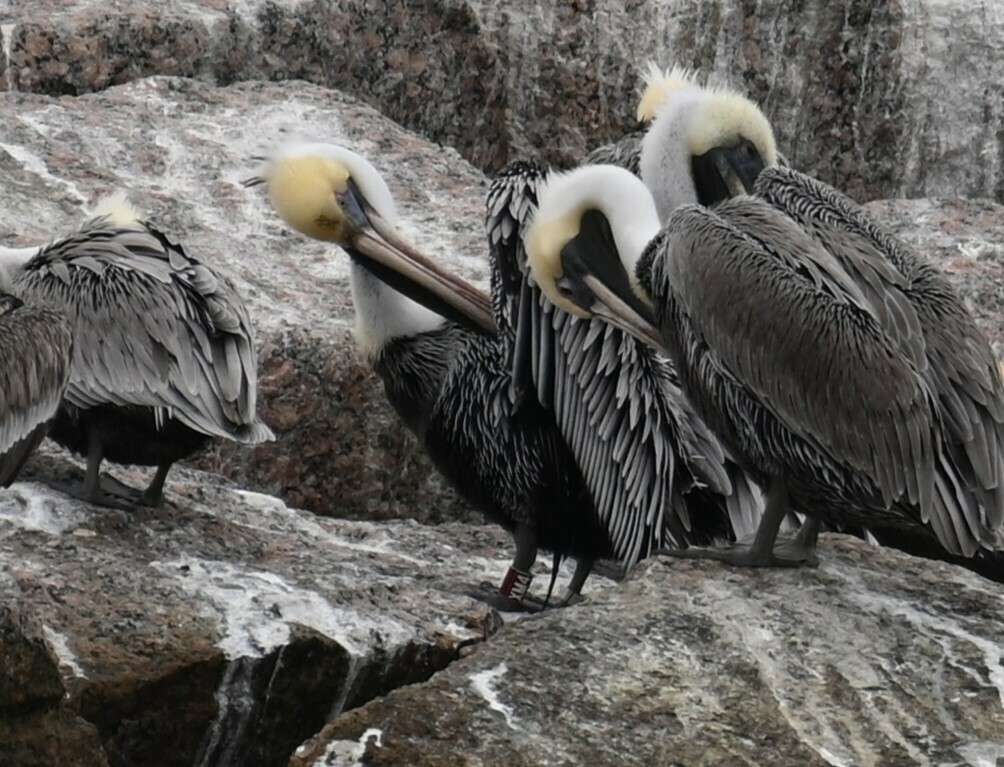 Brown Pelican from Port Aransas, TX, USA on December 10, 2024 at 12:18 ...