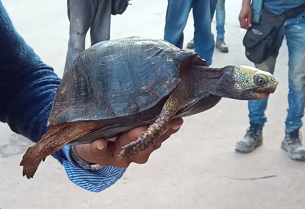 Yucatán Box Turtle in December 2024 by Sebastián de Jesús Herrera ...