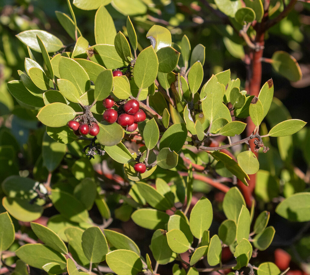 Contra Costa manzanita from Mount Diablo State Park, Contra Costa ...