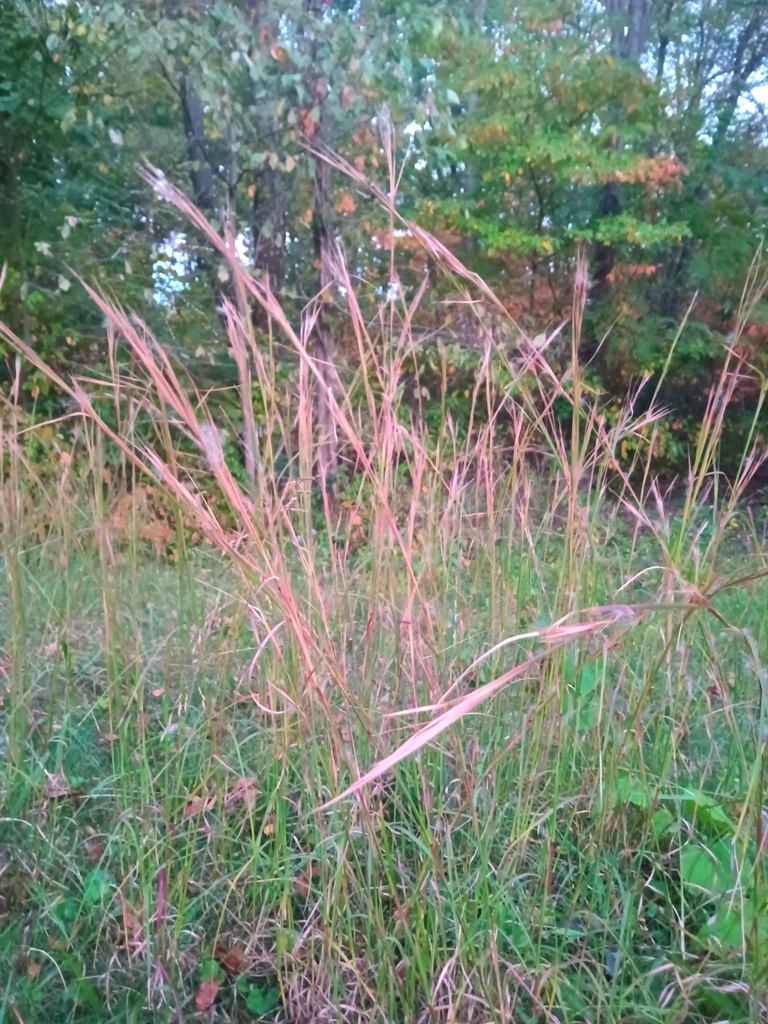 broomsedge bluestem from Vermillion County, IN, USA on October 18, 2024 ...