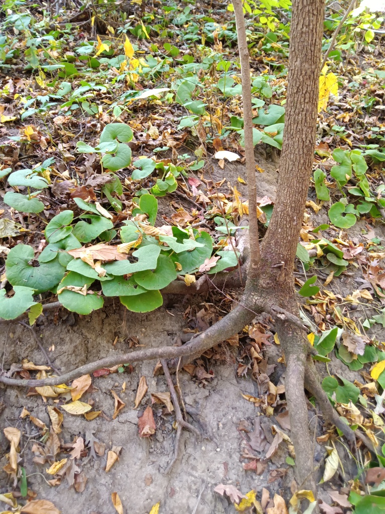 Canadian wild ginger from Vermillion County, IN, USA on October 27 ...