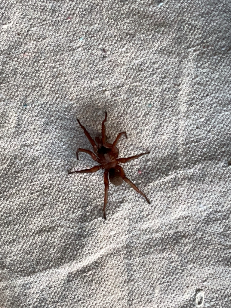 Comstock's Wafer Trapdoor Spider from Little Rock on December 10, 2024 ...