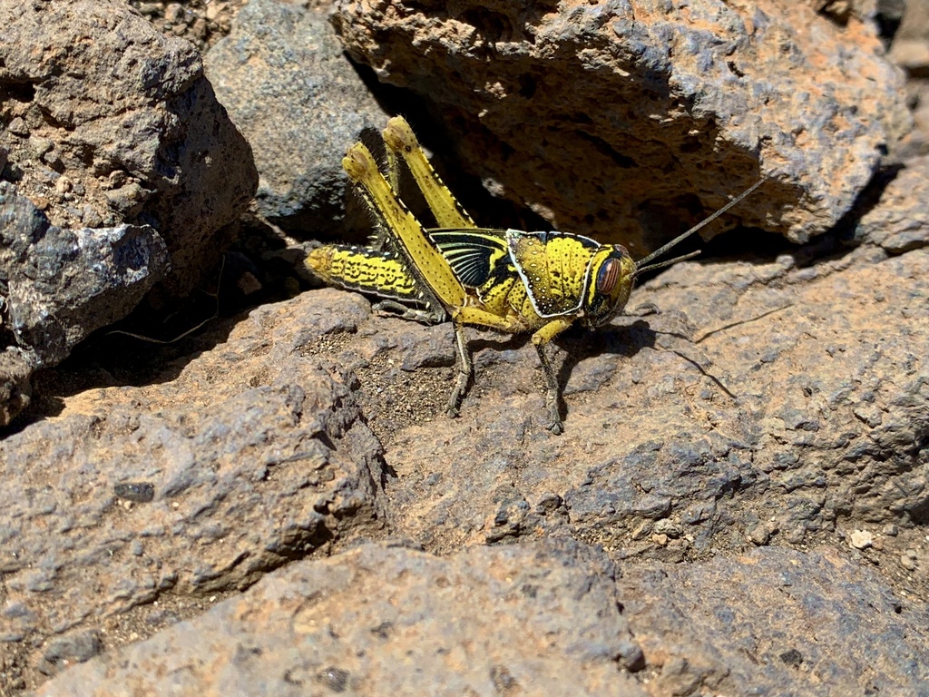 Sahelian tree locust from Santo Antão, Cabo Verde, CV on December 3 ...