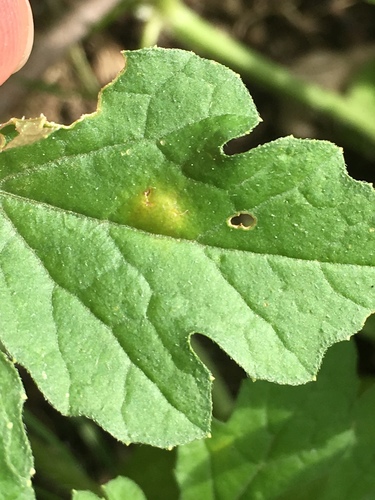 Alternaria cucumerina · NaturaLista Colombia