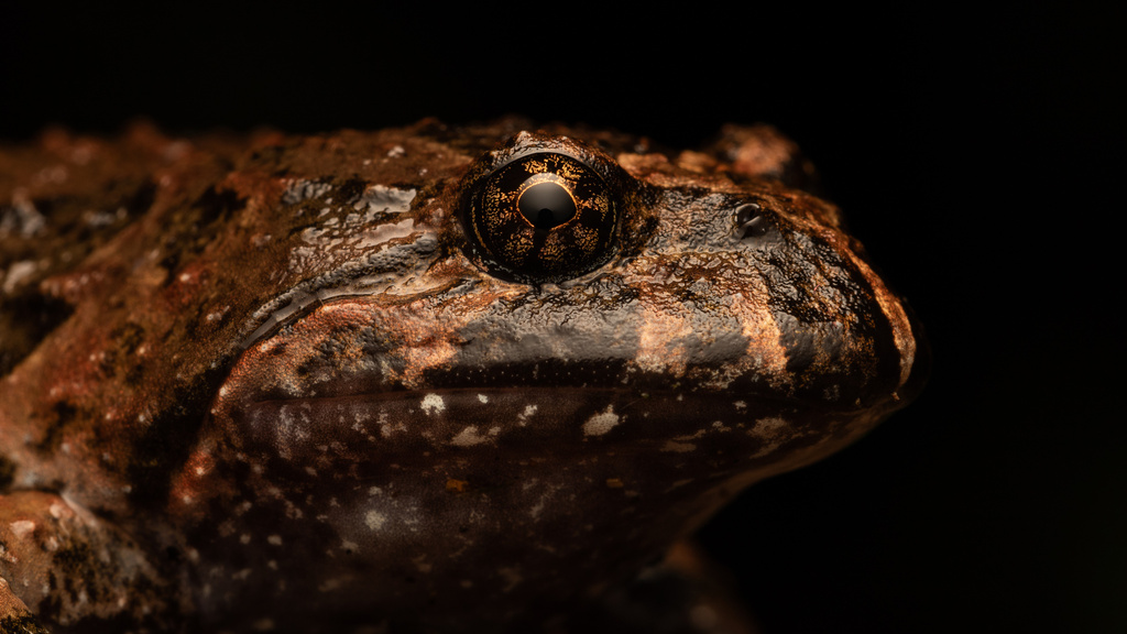 Tusked Frog from Batar Creek Rd, Batar Creek, NSW, AU on December 10 ...
