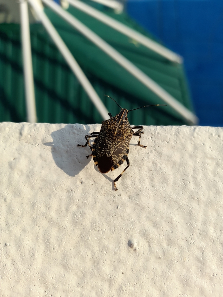 Yellow-spotted Stink Bug from Shek Chung Au, Sha Tau Kok Road, Sha Tau ...