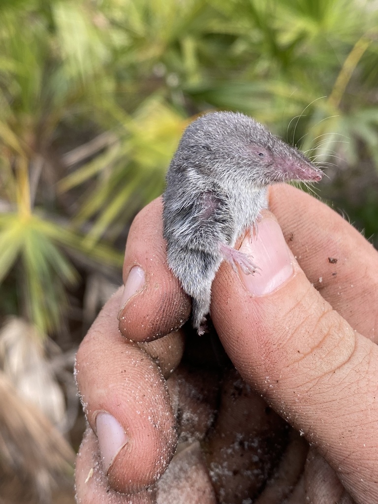 Sherman's Short-tailed Shrew in December 2024 by Ryan Horvath. Sherman ...