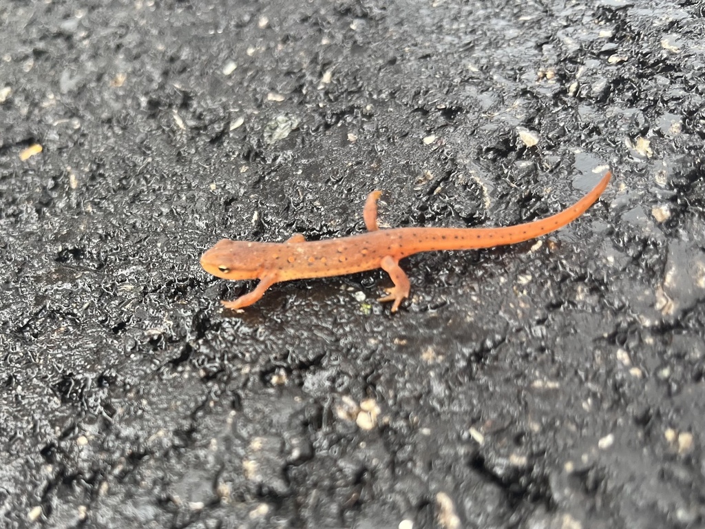Eastern Newt from Main St, Paint Lick, KY, US on December 10, 2024 at ...