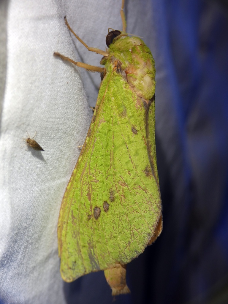 Aenetus cyanochlora from Candlenut on December 10, 2024 at 09:20 PM by ...