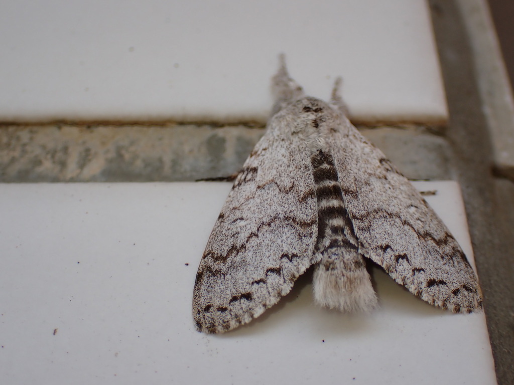 Calliteara lunulata takamukuana from 943台灣屏東縣獅子鄉丹路2巷23號雙流國家森林遊樂區 on ...