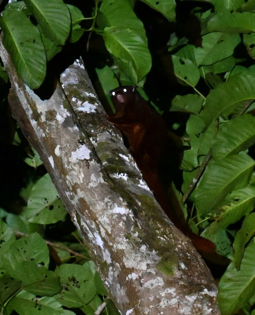 Thomas' Flying Squirrel from Danum Valley Borneo Rainforest Lodge ...