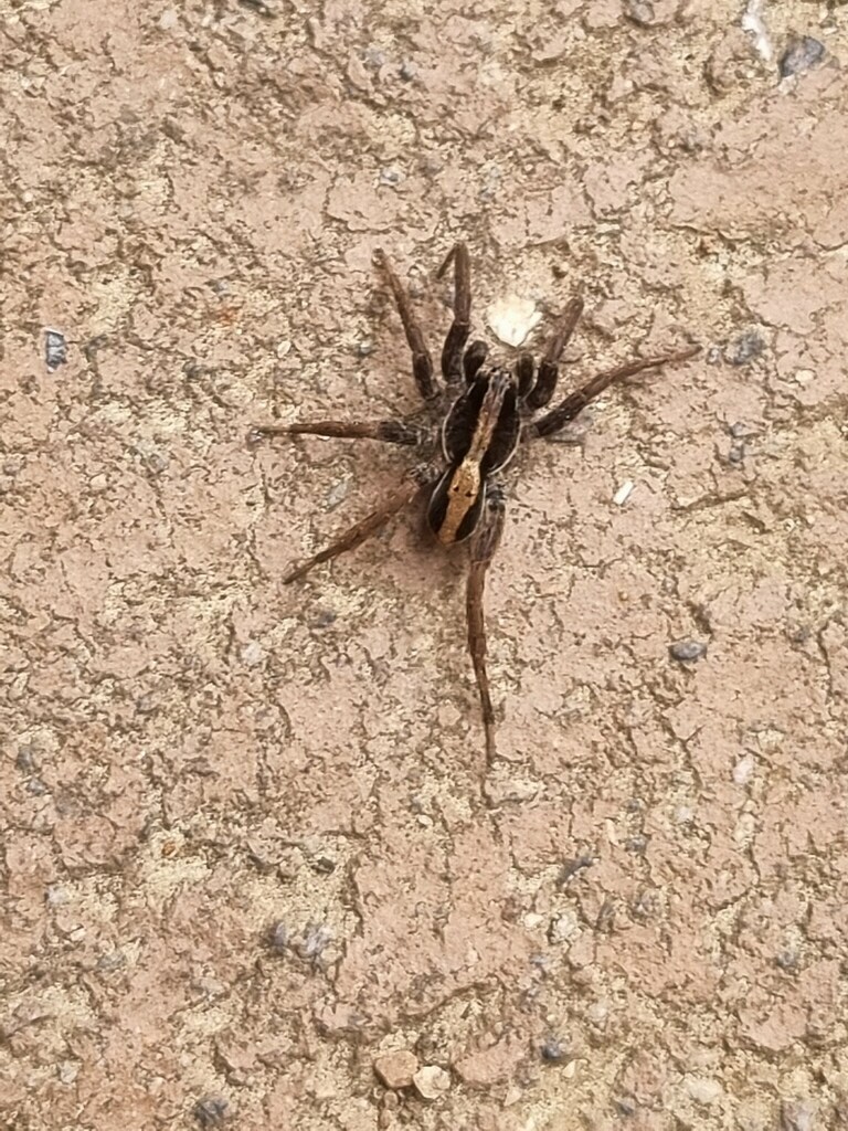 Venatrix from Jenolan NSW 2790, Australia on September 24, 2024 at 07: ...