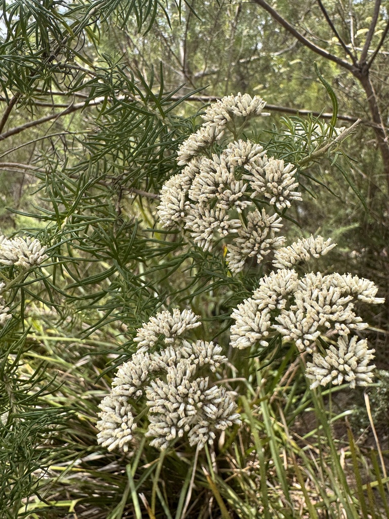 Shiny Cassinia from Agnes Falls, Hazel Park, VIC, AU on December 11 ...