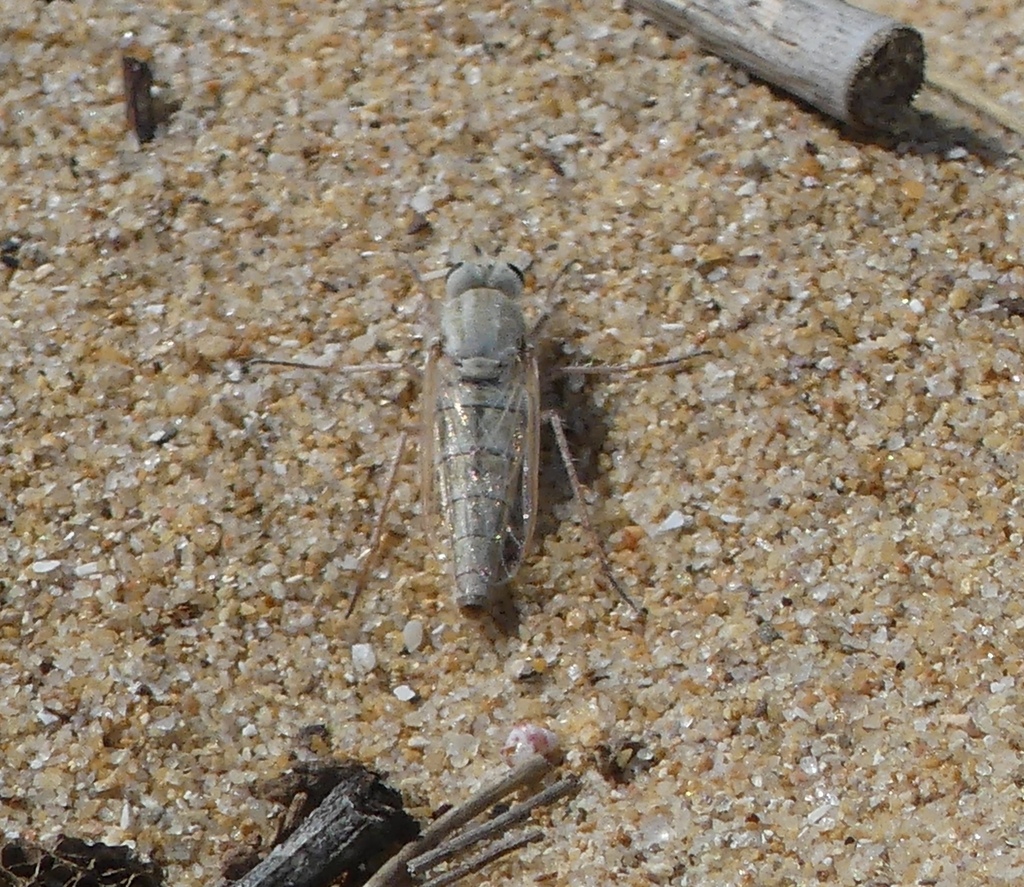 Flower-loving Flies from Mogareeka NSW 2550, Australia on December 11 ...