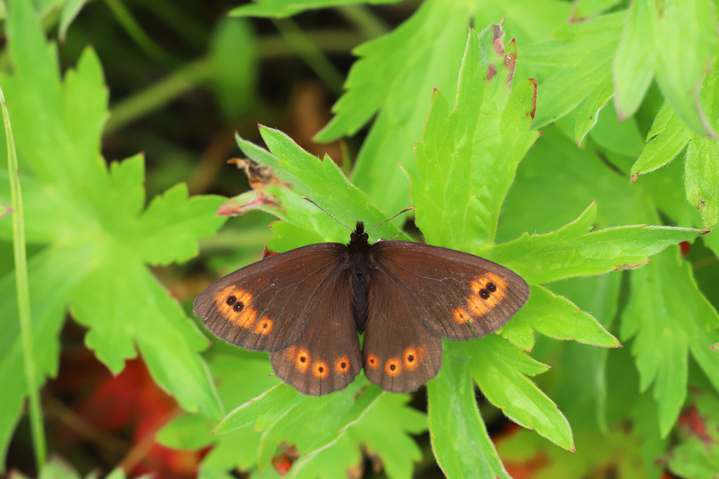 Common Alpine from Okanogan County, WA, USA on July 1, 2022 at 02:49 PM ...