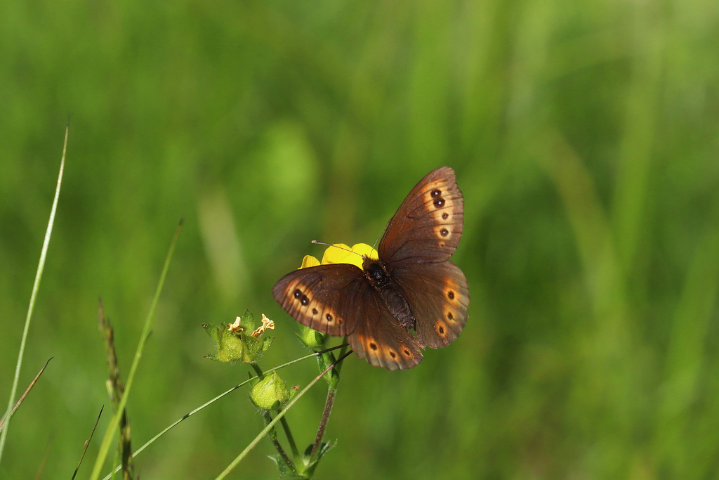 Common Alpine from Okanogan County, WA, USA on July 2, 2022 at 10:16 AM ...