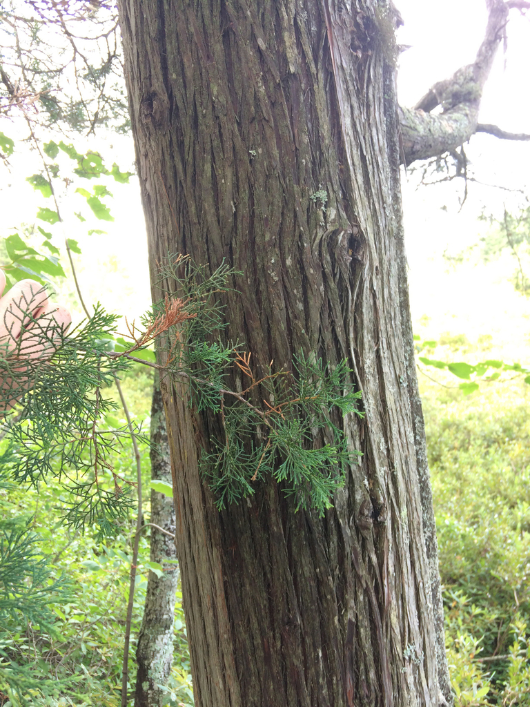 Atlantic white cedar from 04072, Saco, ME, US on August 14, 2016 at 11: ...