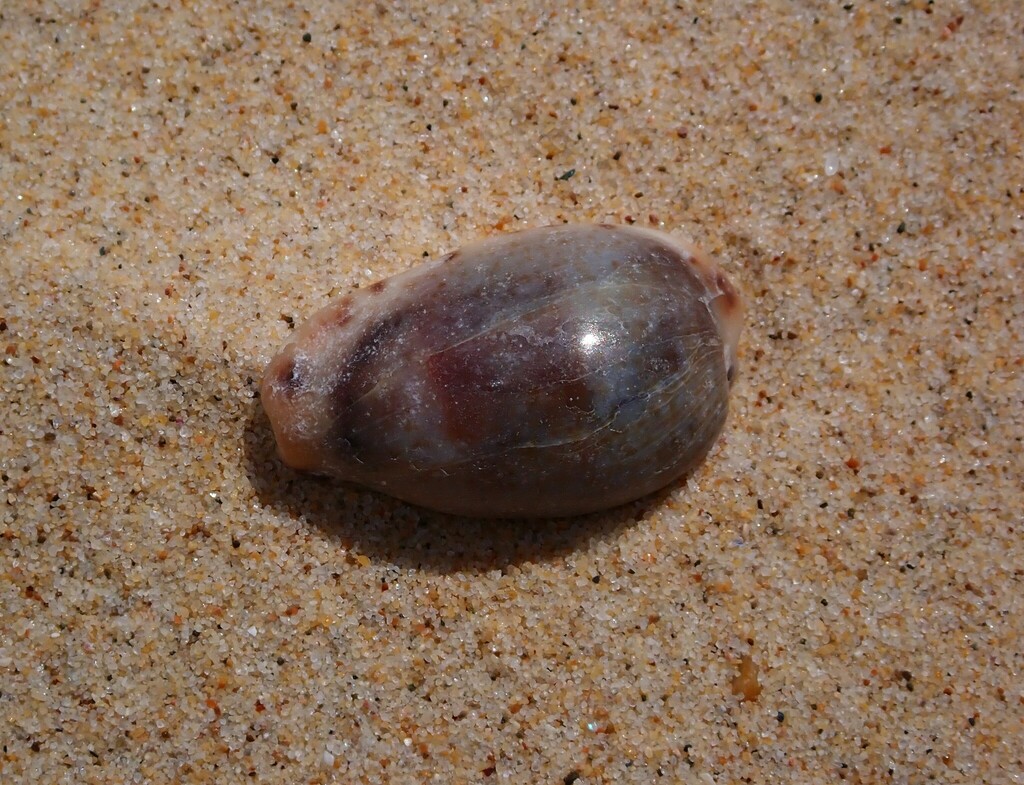 yellow-toothed cowrie from Bundagen NSW 2454, Australia on December 11 ...